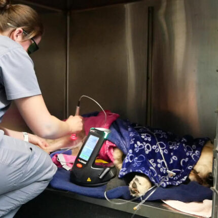 Lasers For Small Animal Veterinary - K-Laser Australia - Medical ...