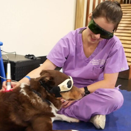 Lasers For Small Animal Veterinary - K-Laser Australia - Medical ...