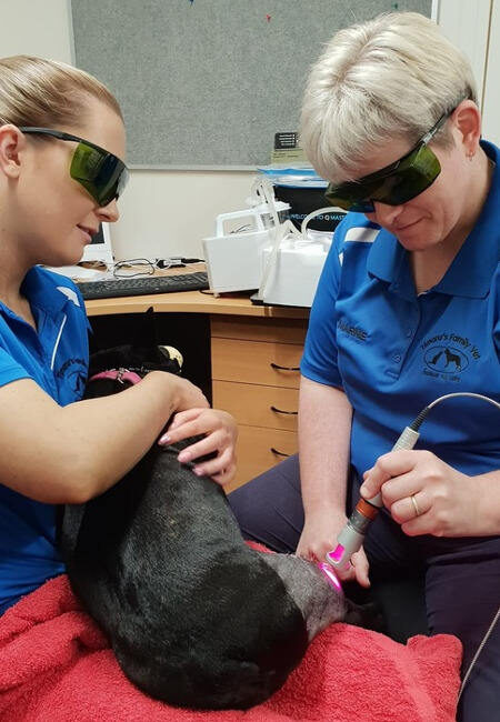 Lasers For Small Animal Veterinary - K-Laser Australia - Medical ...
